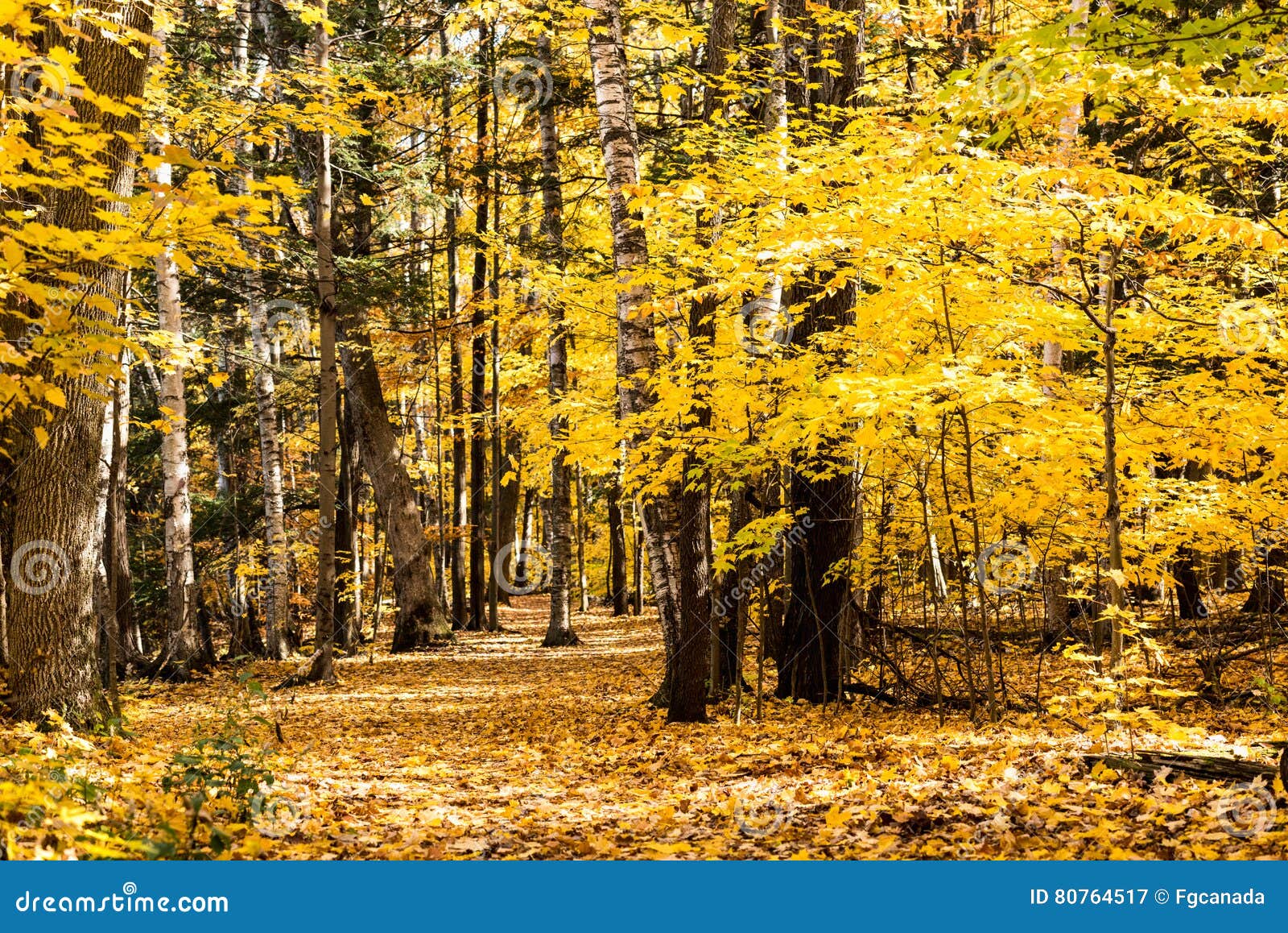 Fall forest path. stock image. Image of bright, vibrant - 80764517