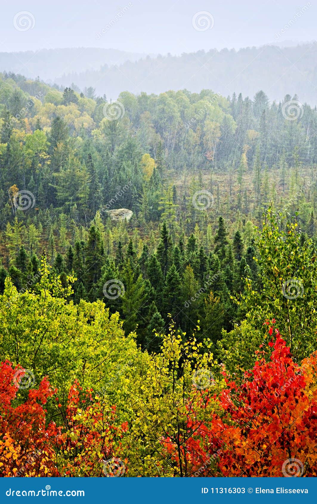Fall forest rain storm stock image. Image of park, ontario - 11316303