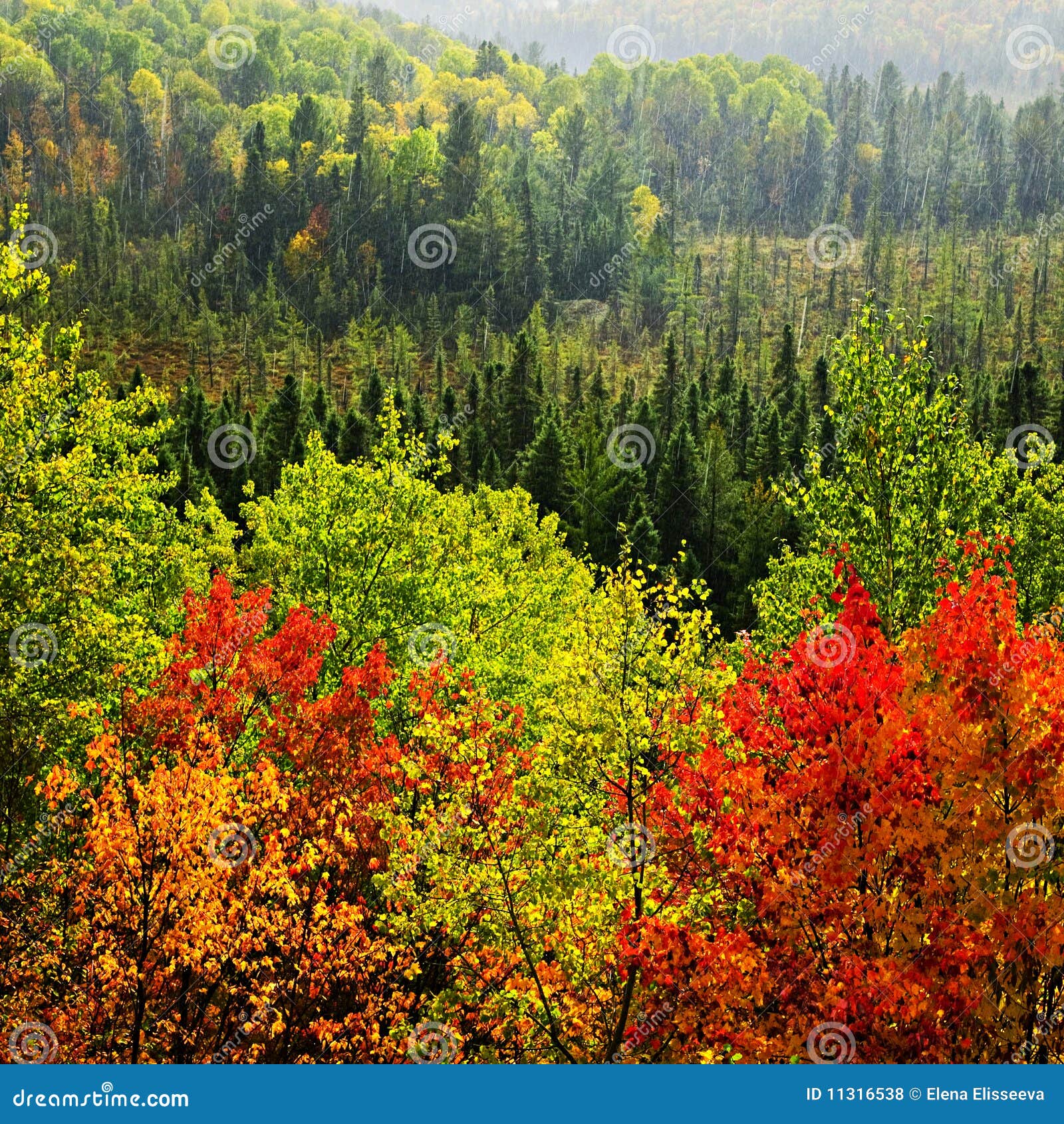 Fall forest rain storm stock photo. Image of bright, high - 11316538