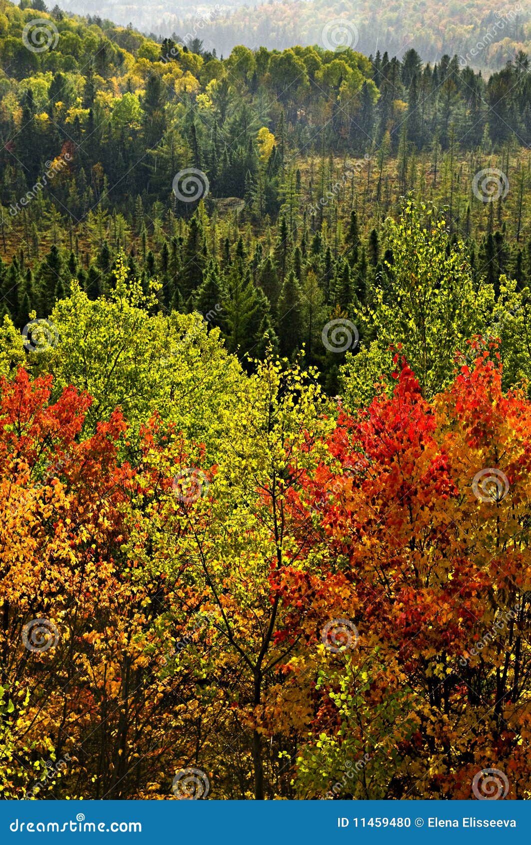 Fall forest rain storm stock photo. Image of october - 11459480