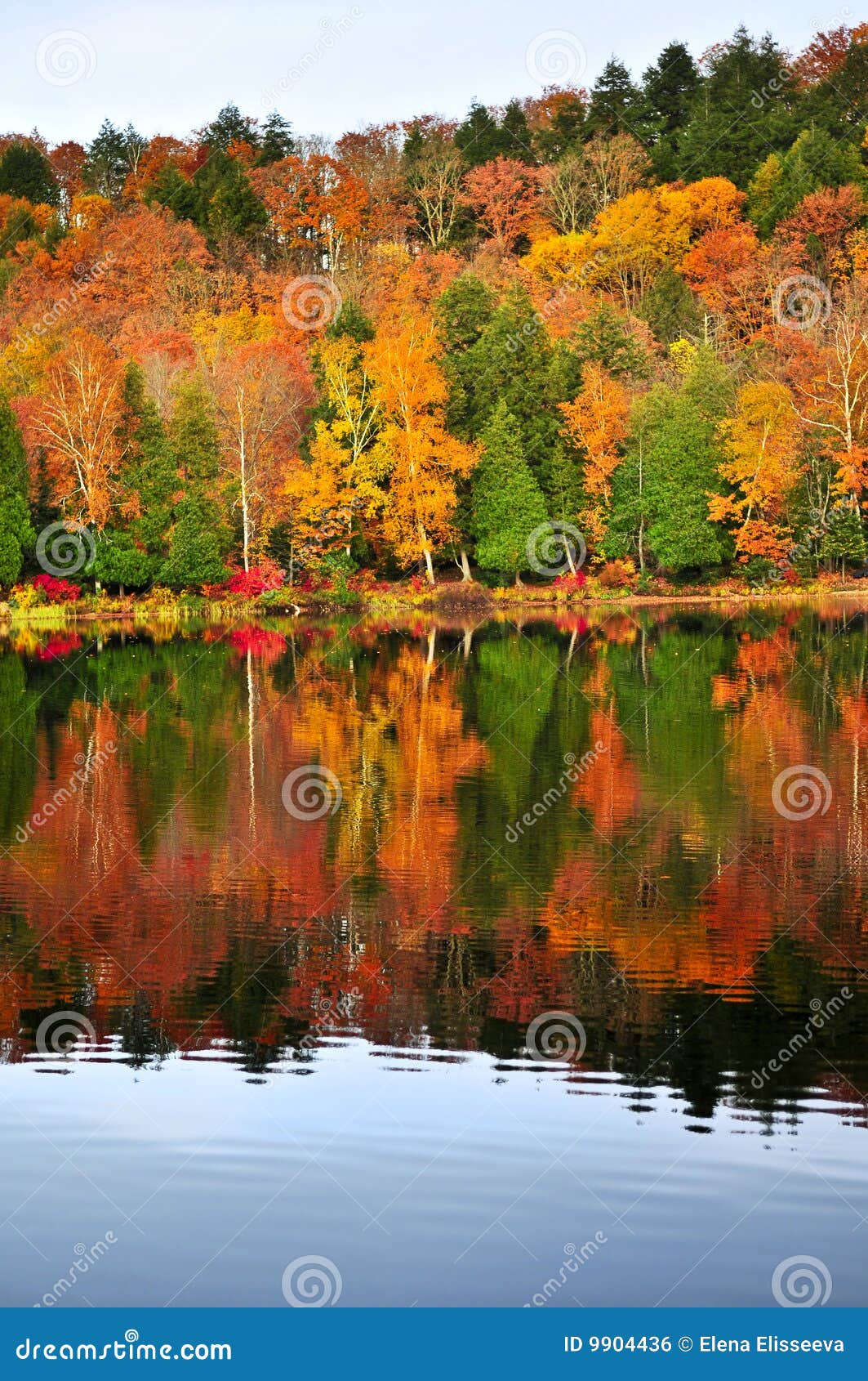 Fall forest reflections stock photo. Image of ontario - 9904436