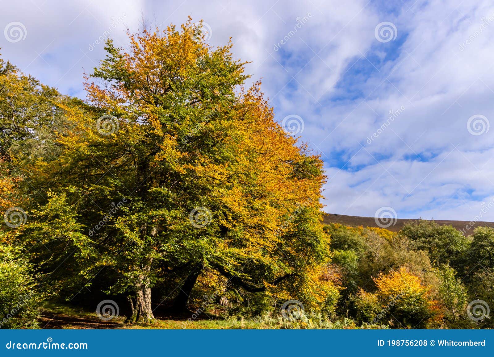 Fall forest scene stock photo. Image of natural, fall - 198756208