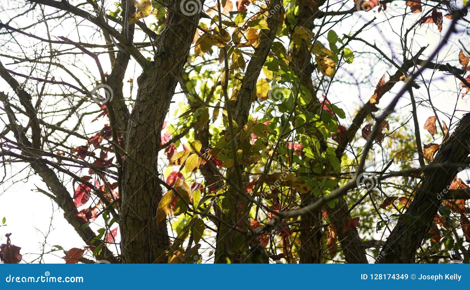 Fall Forest Series - a Tree Partially Turning Orange during Early Fall ...