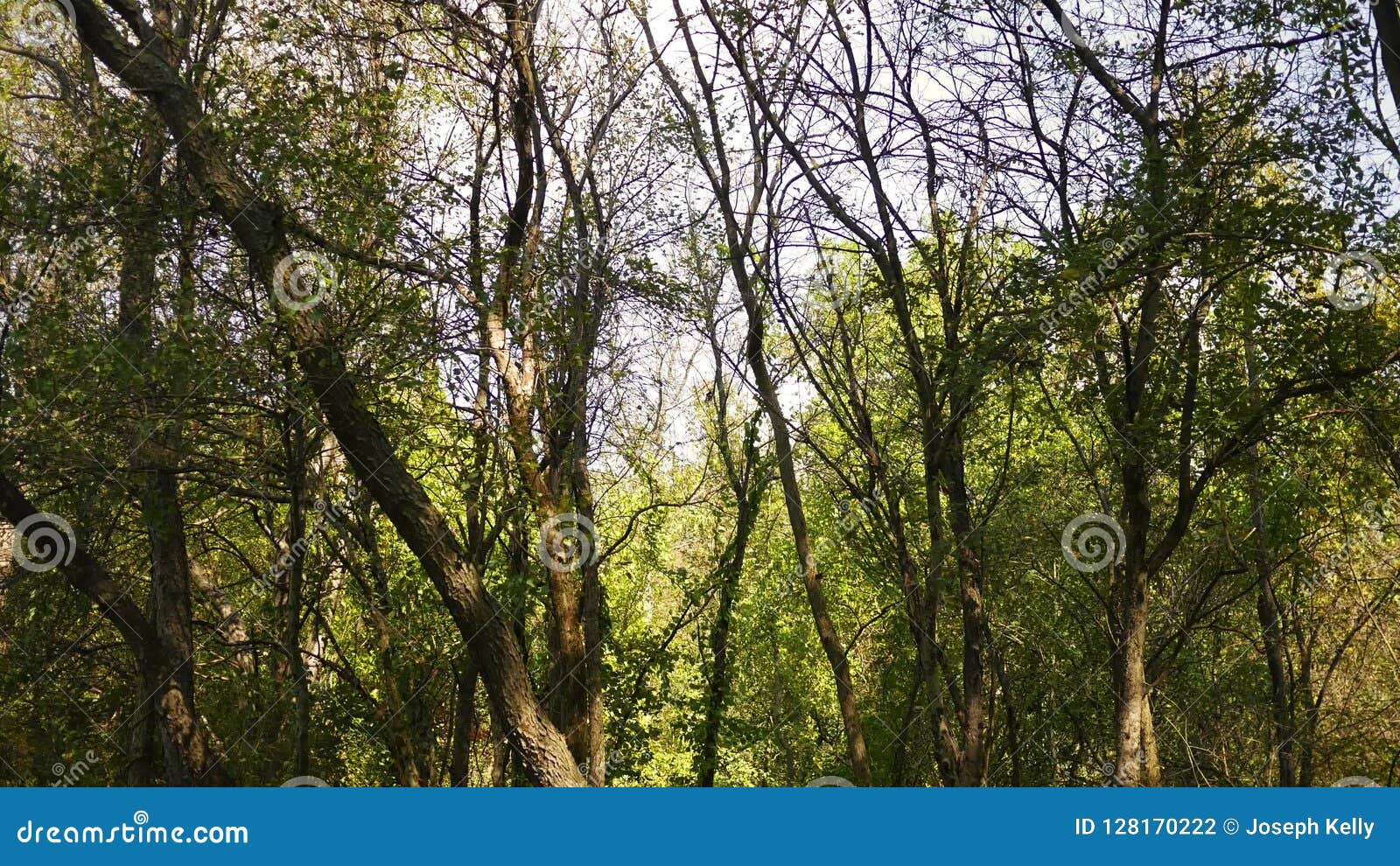 Fall Forest Series - the Wind Blows Leaves Off of the Trees Stock ...