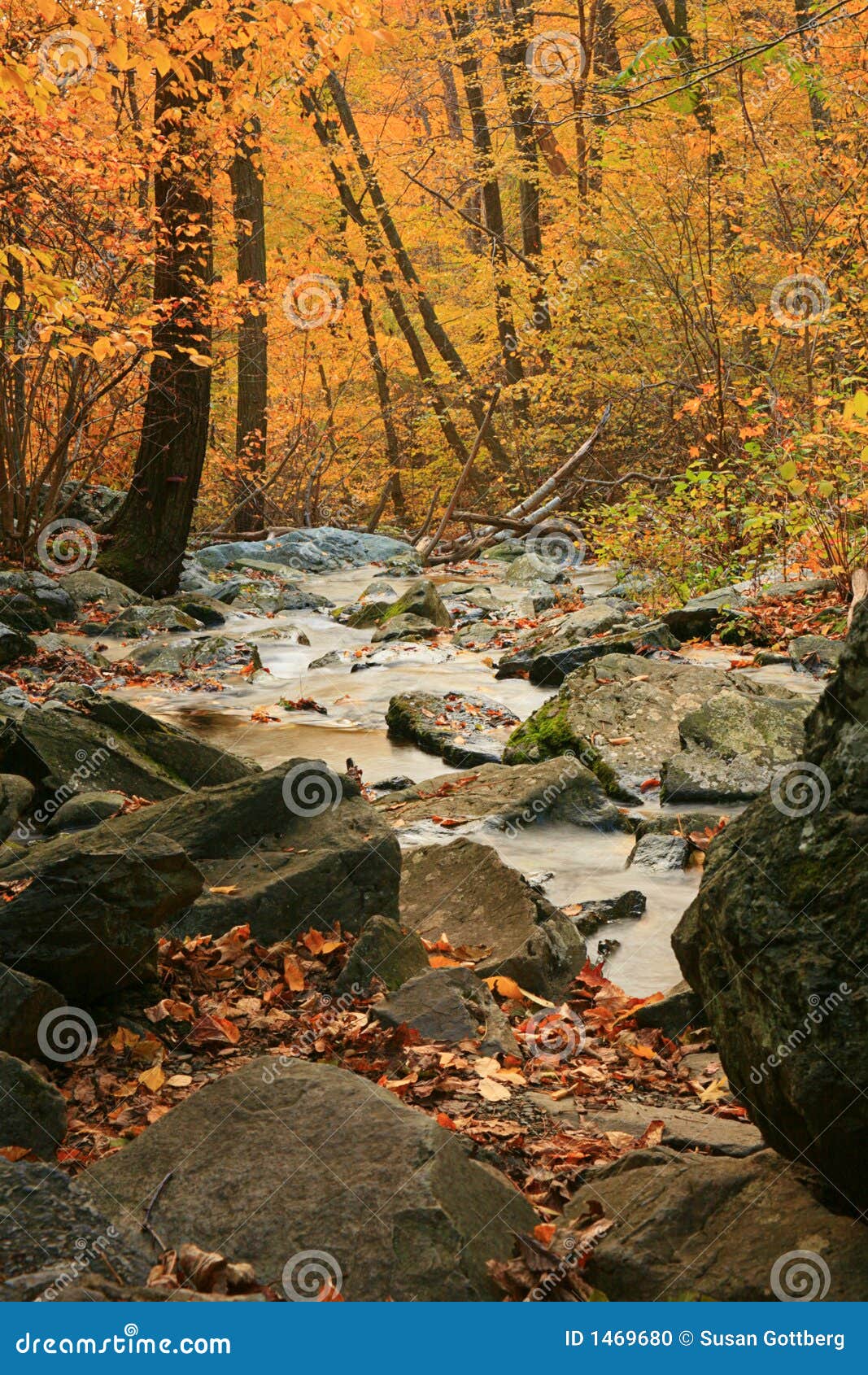 Fall Forest Stream stock photo. Image of outdoor, green - 1469680