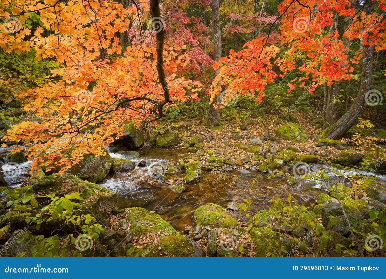 Fall Forest Stream Elomovsky with Red Maple Trees in Russian Primorye ...
