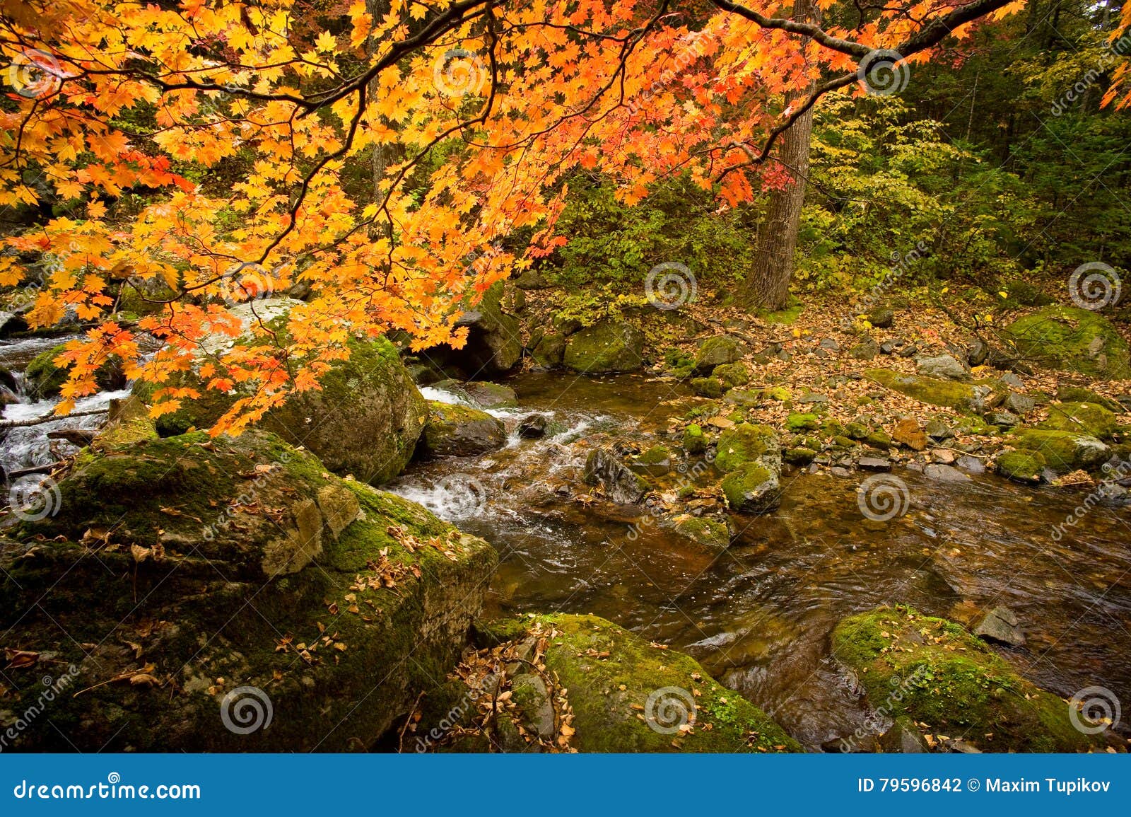 Fall Forest Stream Elomovsky with Red Maple Trees in Russian Primorye ...