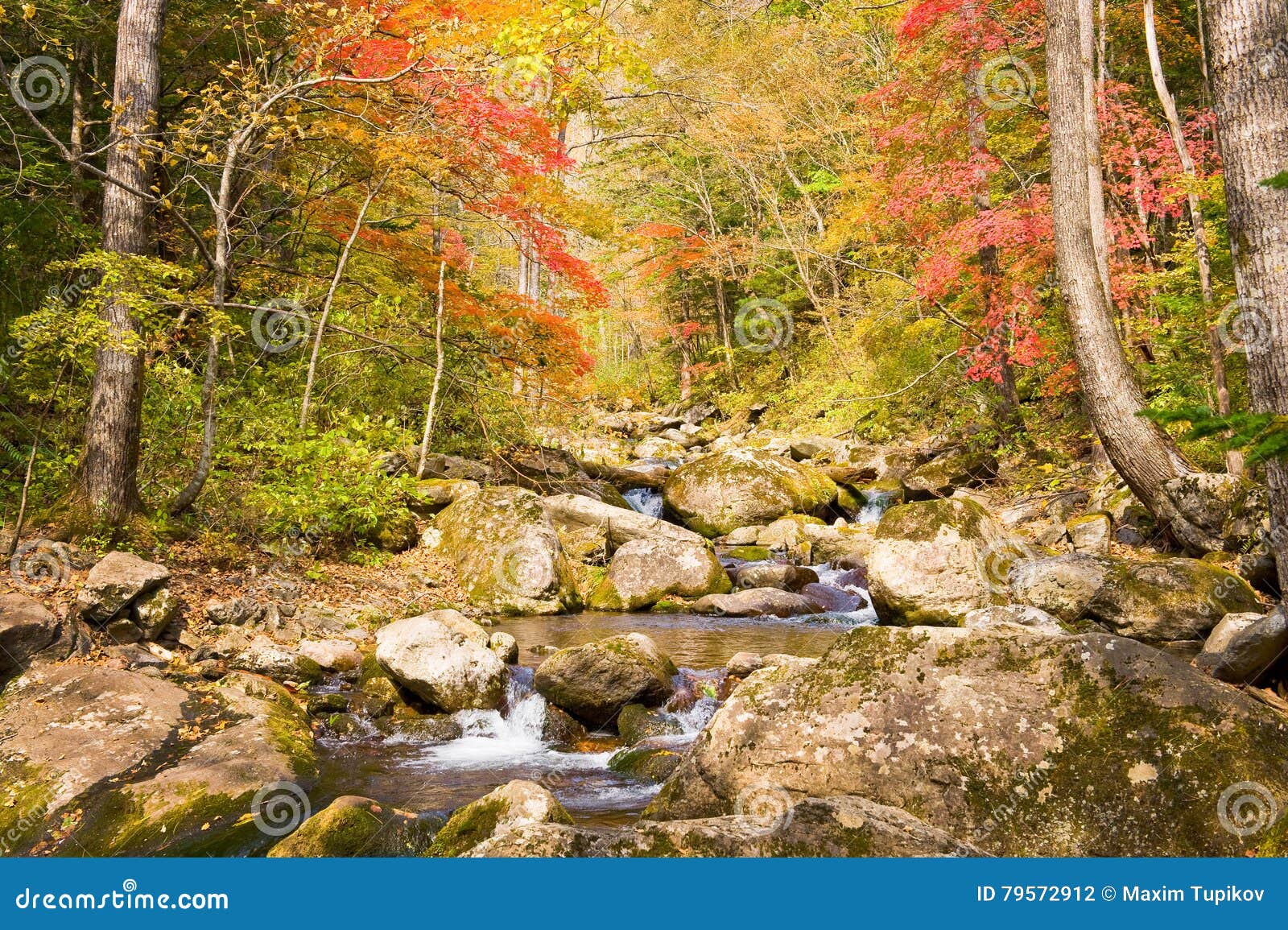 Fall Forest Stream Elomovsky with Red Maple Trees Stock Photo - Image ...
