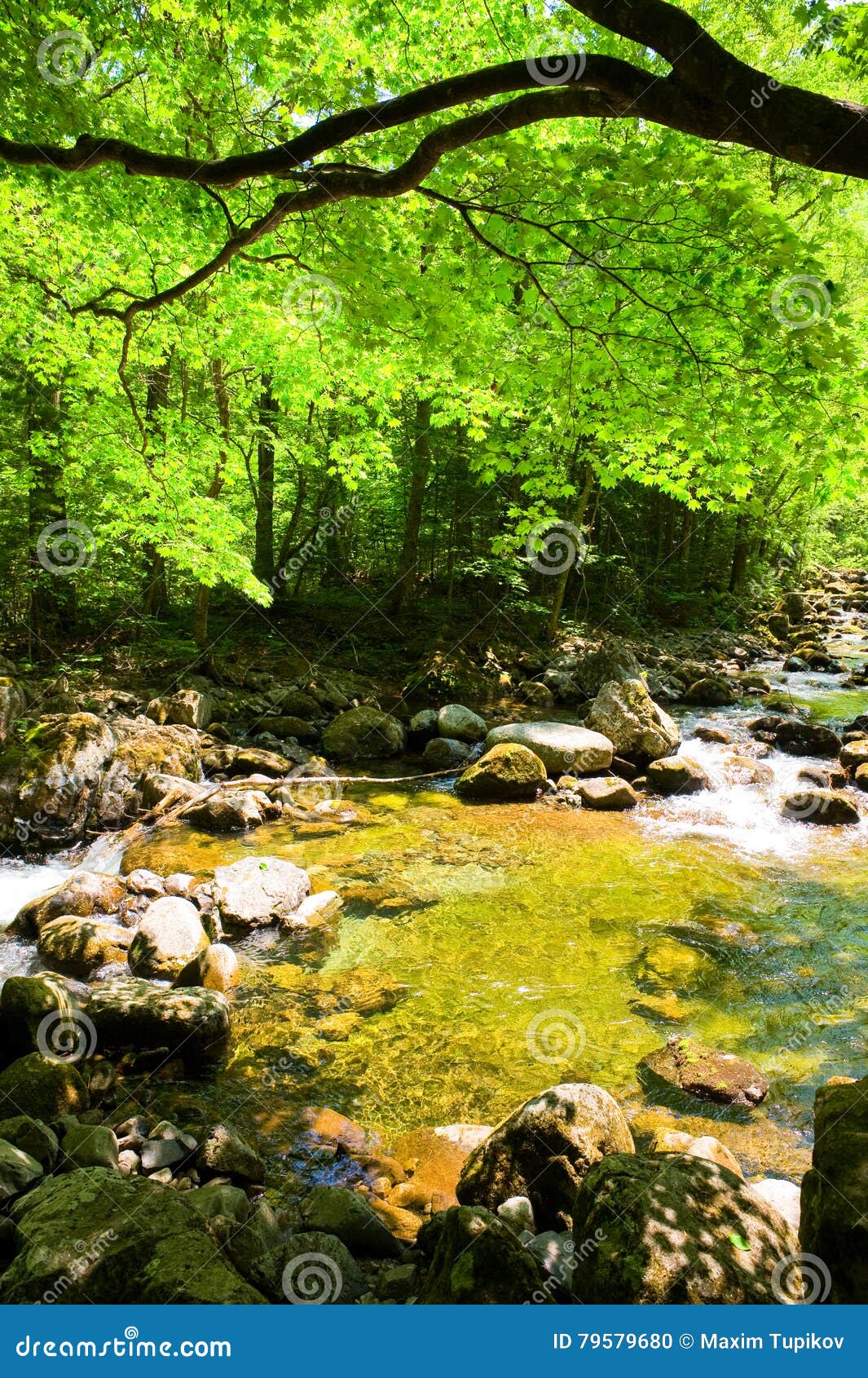 Fall Forest Stream Smolny in Russian Primorye Stock Photo - Image of ...