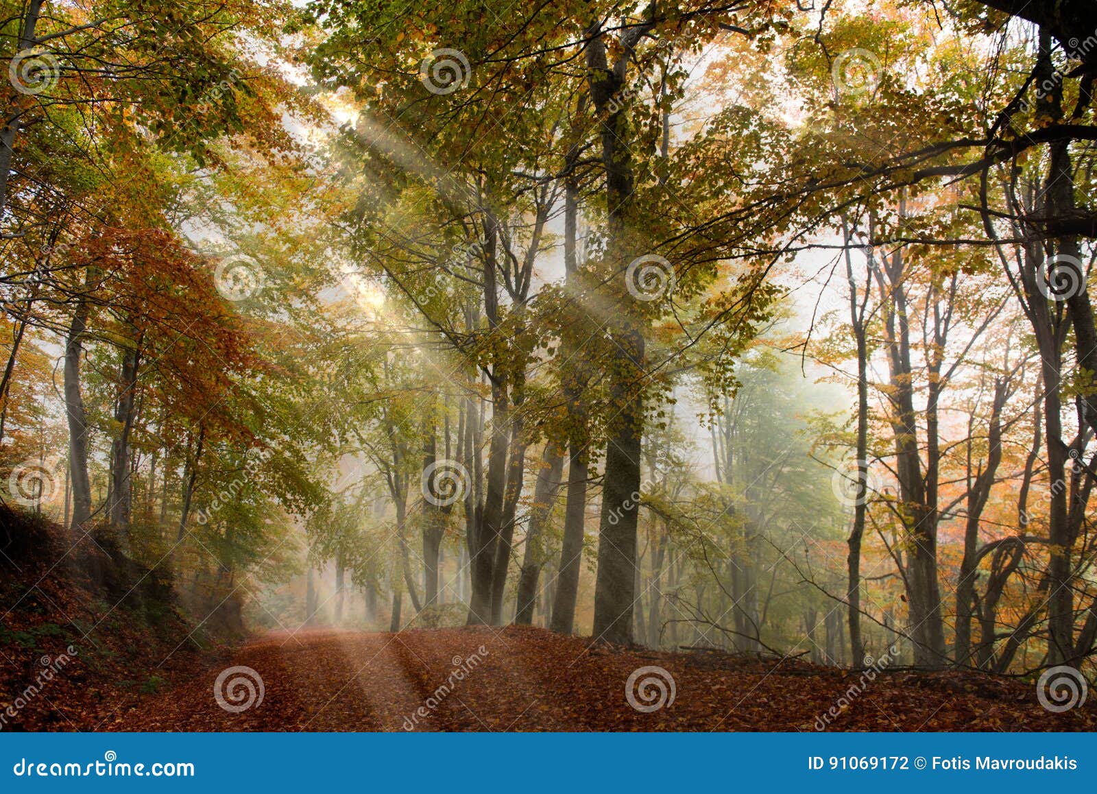 Fall Forest with Sun Rays through the Trees Stock Photo - Image of ...