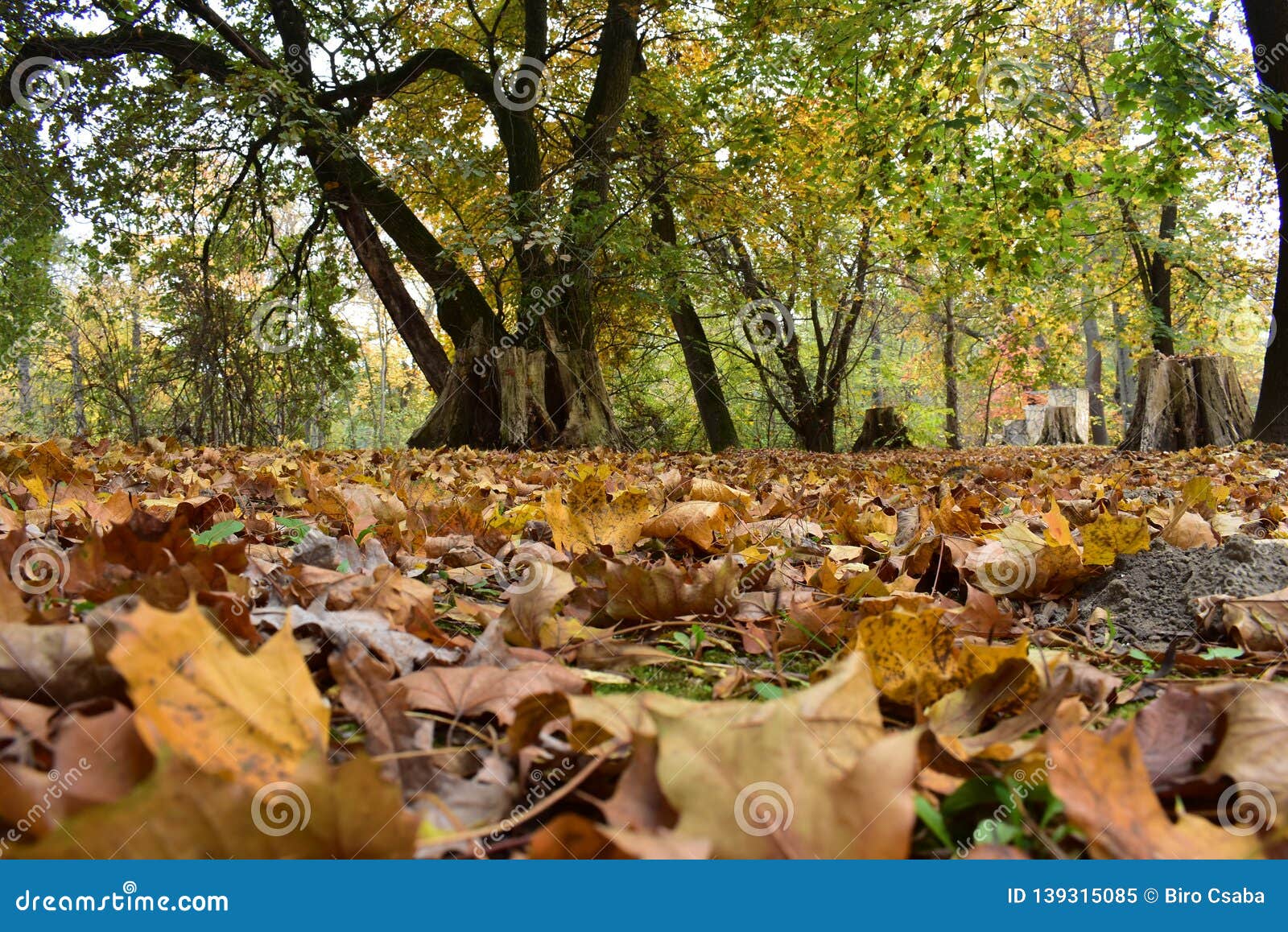 Fall in the forest stock image. Image of light, vegetation - 139315085