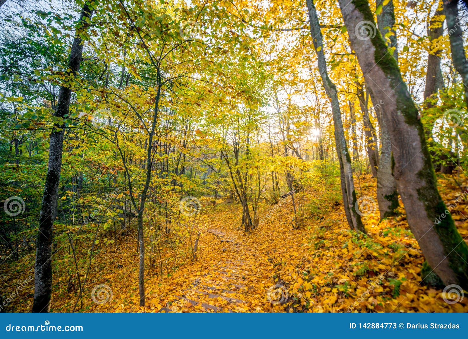 Path in fall forest stock image. Image of landscape - 142884773