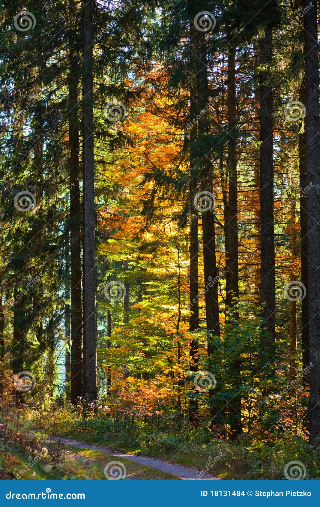Fall Forest Trail stock photo. Image of gold, october - 18131484