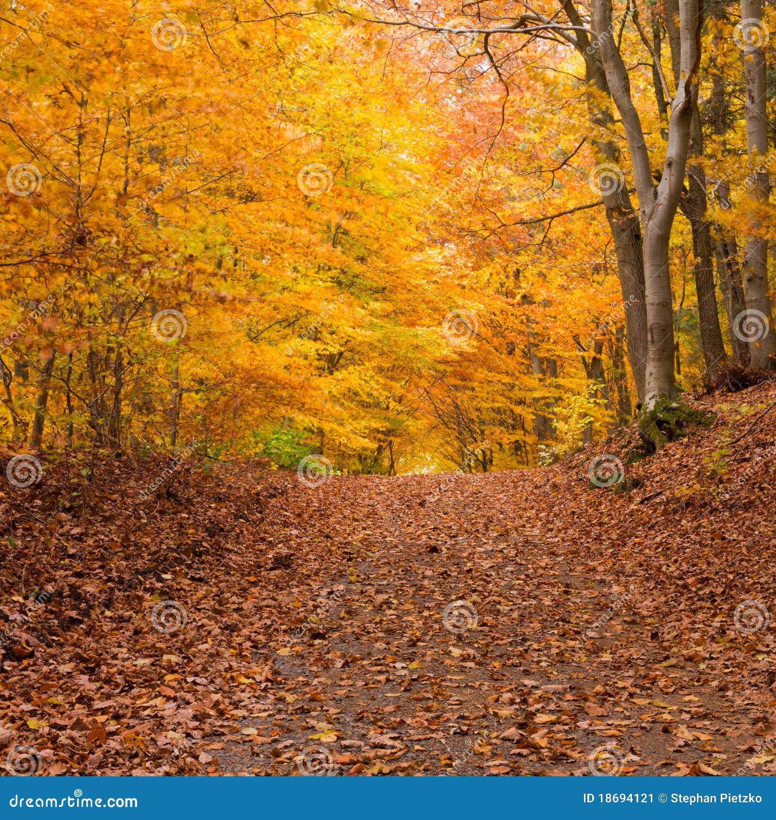 Fall Forest Trail stock image. Image of autumn, branches - 18694121