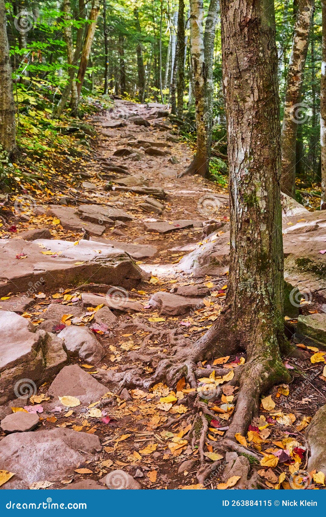 Fall Forest Trail with Boulders and Focus on Tree with Beautiful ...