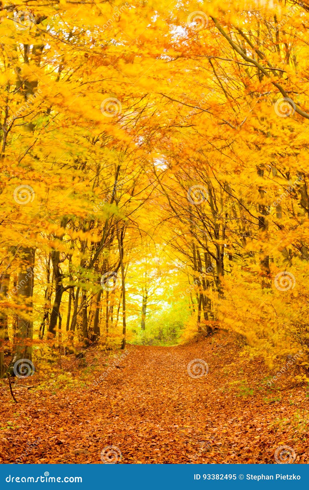 Fall forest trails forking stock image. Image of bright - 93382495
