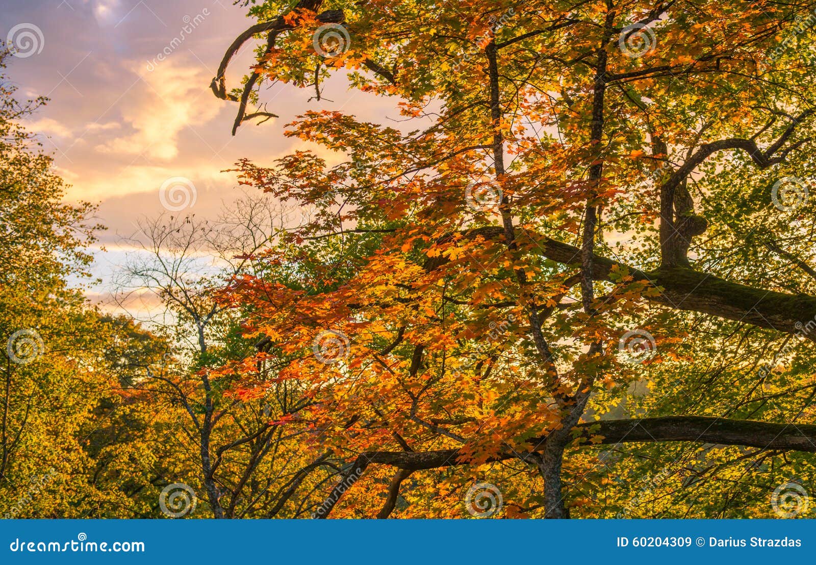 Fall forest stock image. Image of sunset, color, yellow - 60204309