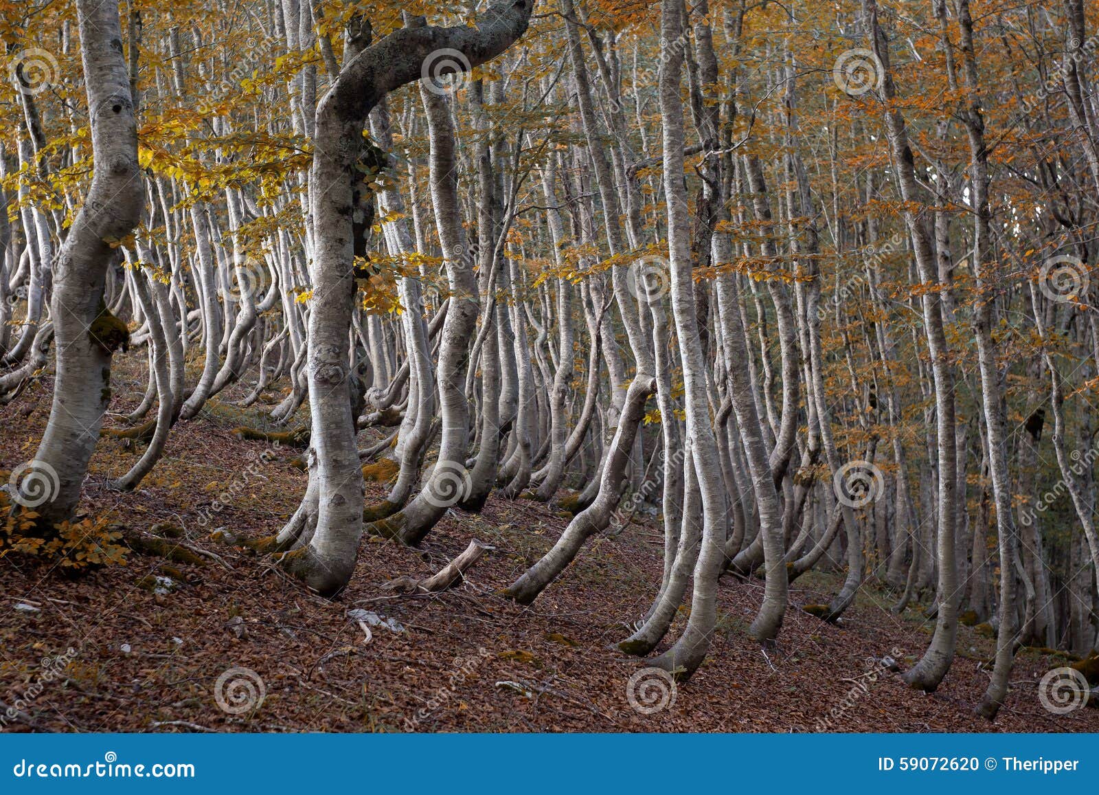 Fall into a Forest of Twisted Trees Stock Photo - Image of forest, tree ...