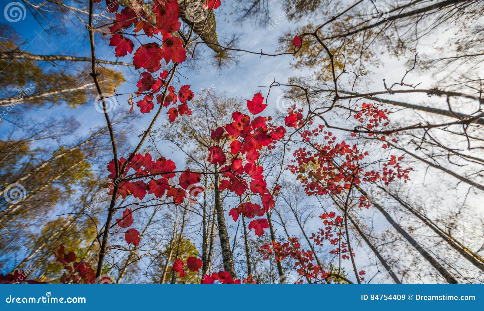 Fall forest stock image. Image of leaves, autumn, trees - 84754409