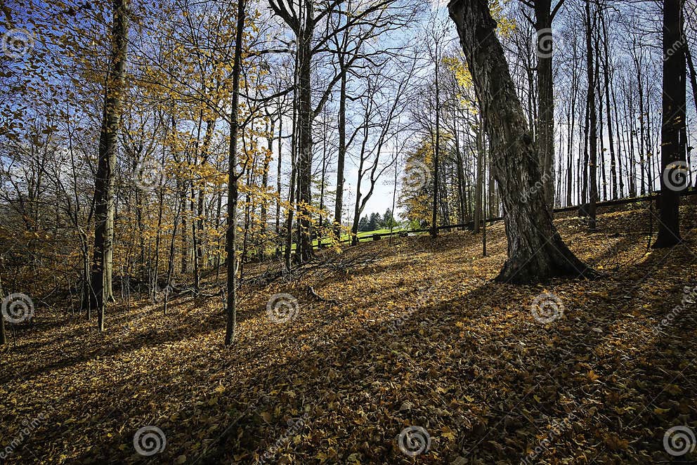 Fall Forest stock photo. Image of leaves, fading, fall - 85414400