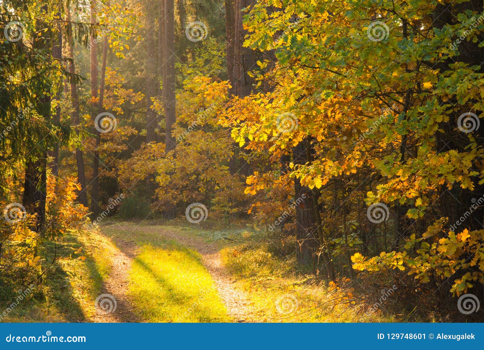 Fall Forest. Warm Autumn Evening in Forest Stock Image - Image of park ...