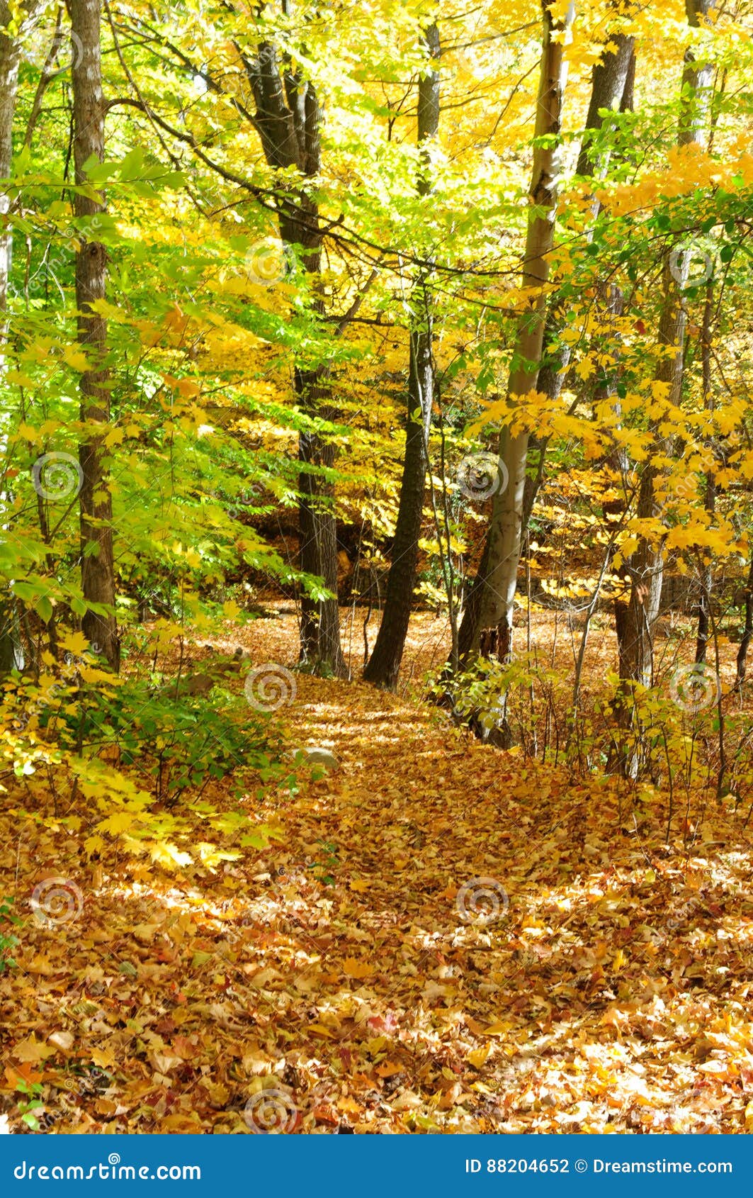 Fall Forrest stock photo. Image of sunlit, trees, forrest - 88204652