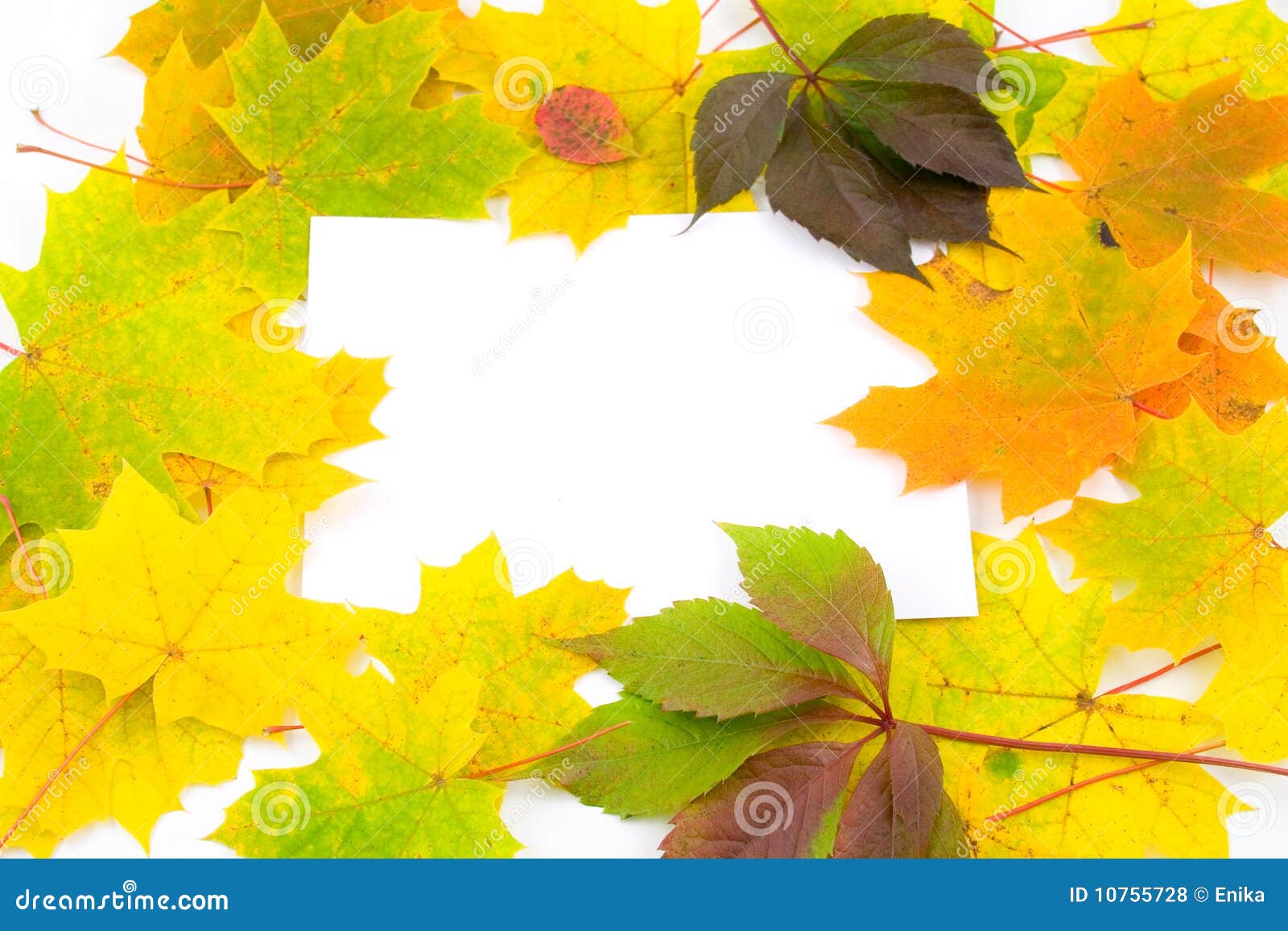 Fall frame stock photo. Image of forest, fall, decorate - 10755728