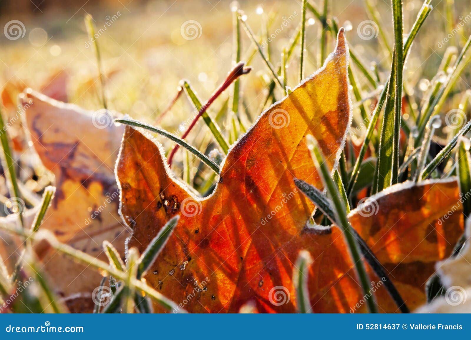 Fall frost on leaves stock image. Image of frosty, frost - 52814637