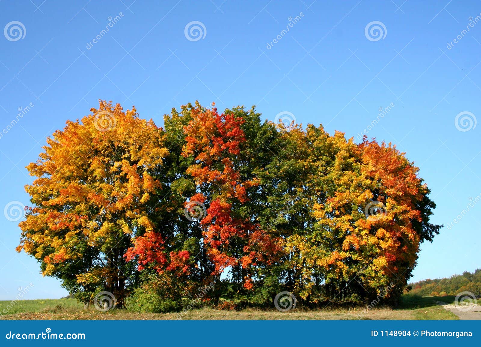Fall in Germany stock photo. Image of brown, countryside - 1148904