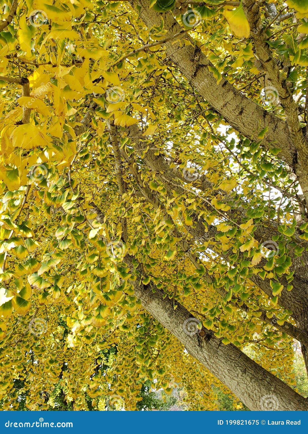 Fall Gingko Biloba Tree stock image. Image of gingko - 199821675