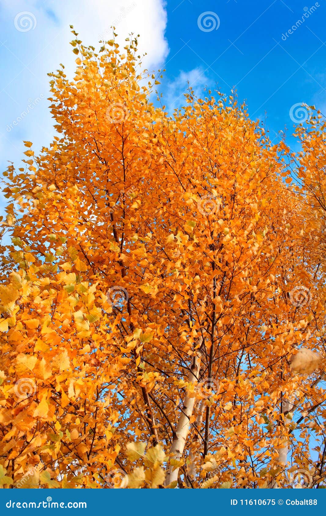 Fall - gold autumn leaves stock image. Image of october - 11610675