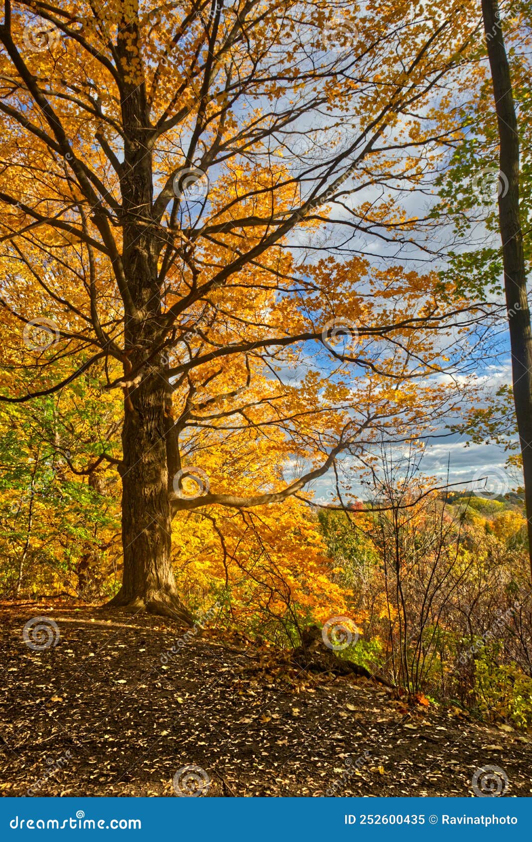 Fall Gold in Full Display - Fall in Central Ontario, Canada Stock Image ...