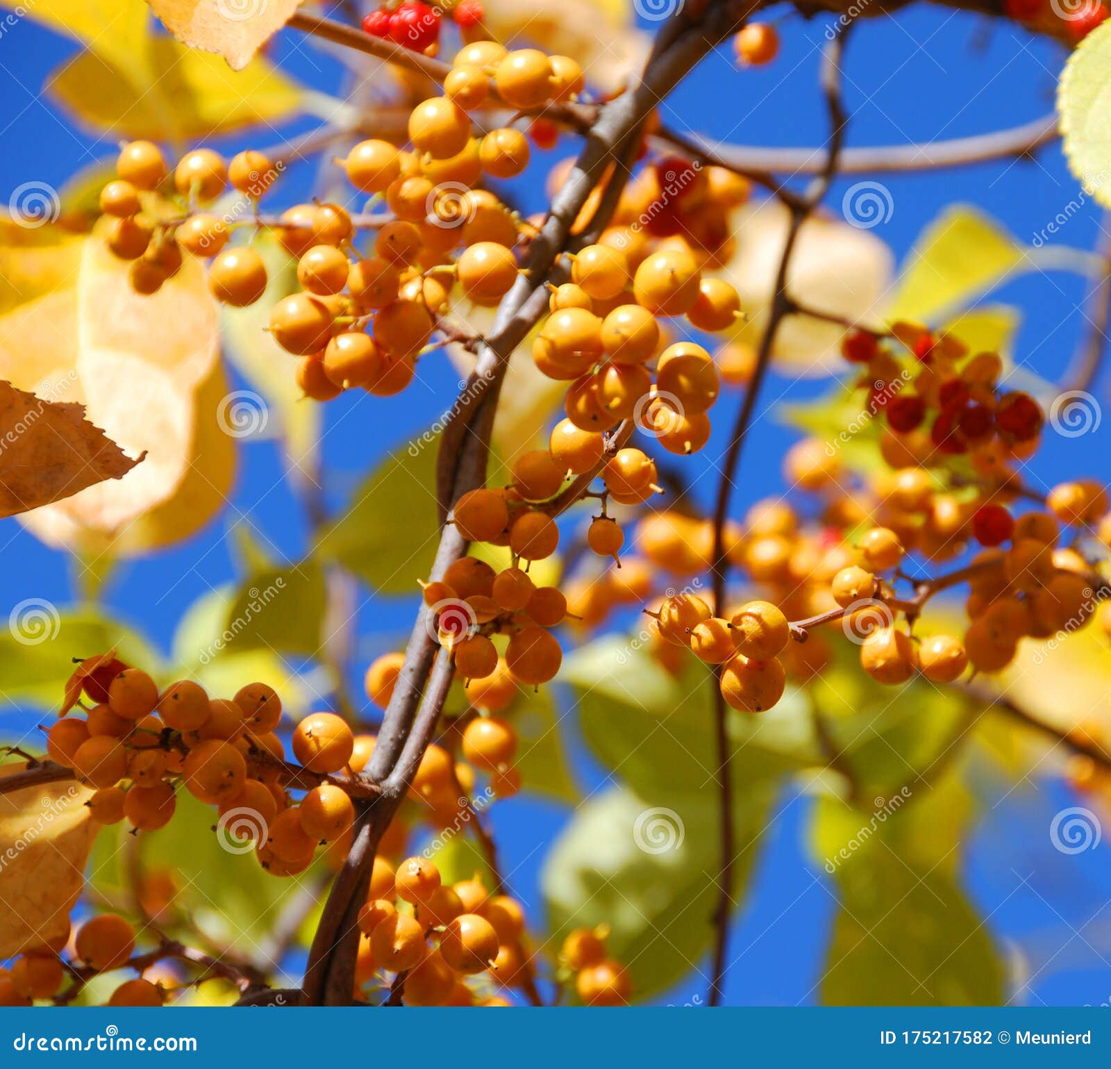 Fall golden berries tree stock photo. Image of beautiful - 175217582