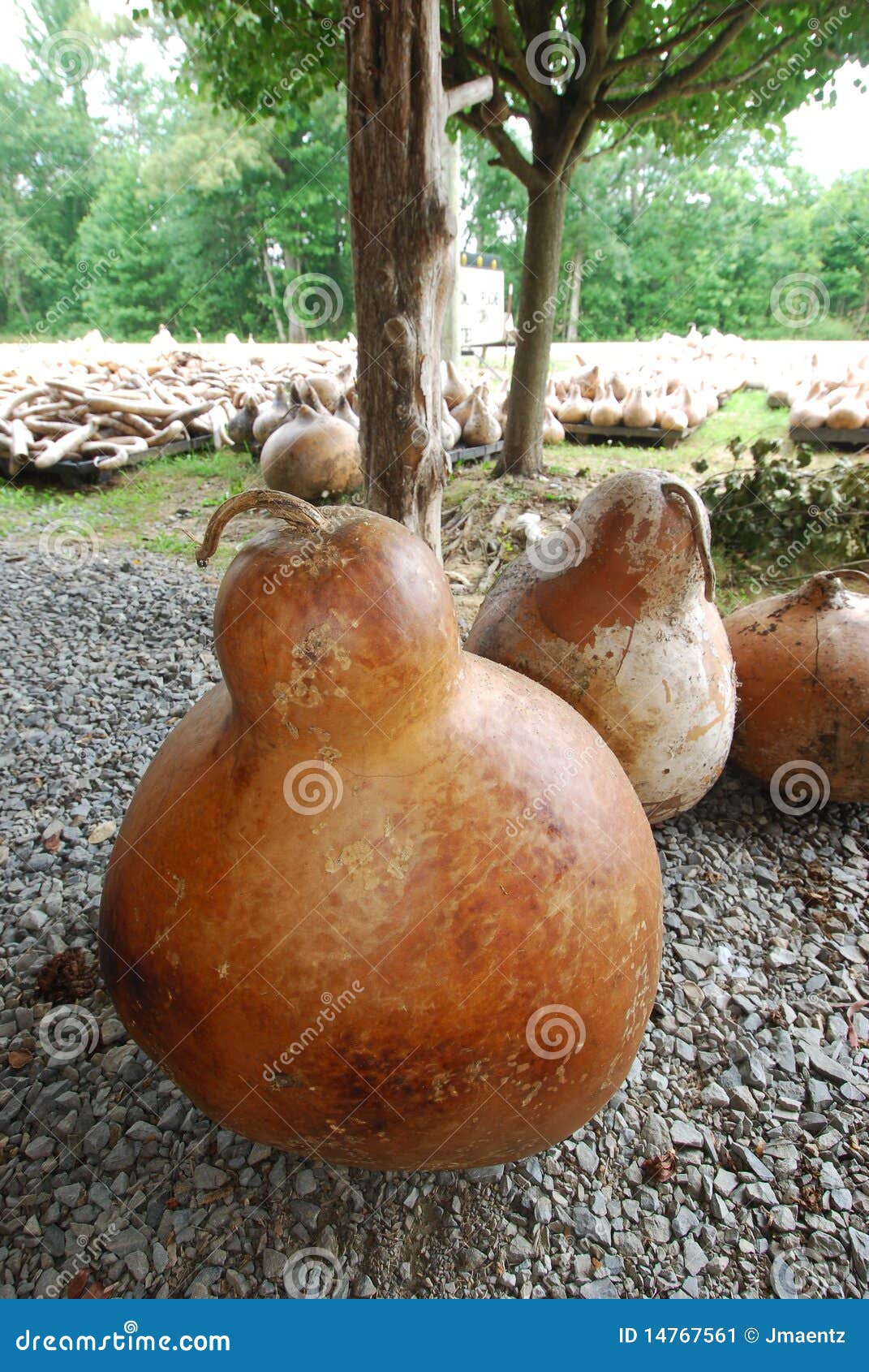 Fall gourd stock image. Image of north, states, street - 14767561
