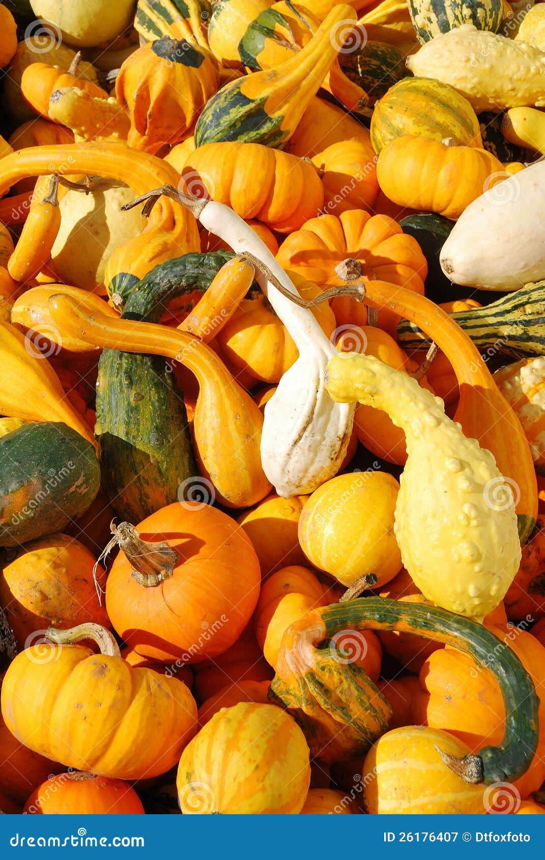 Fall Gourds stock image. Image of pilgrim, nature, eating - 26176407