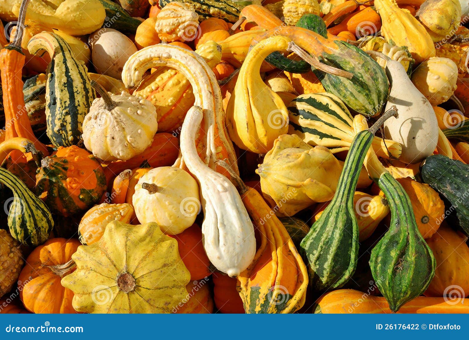 Fall Gourds stock photo. Image of fall, vintage, celebration - 26176422