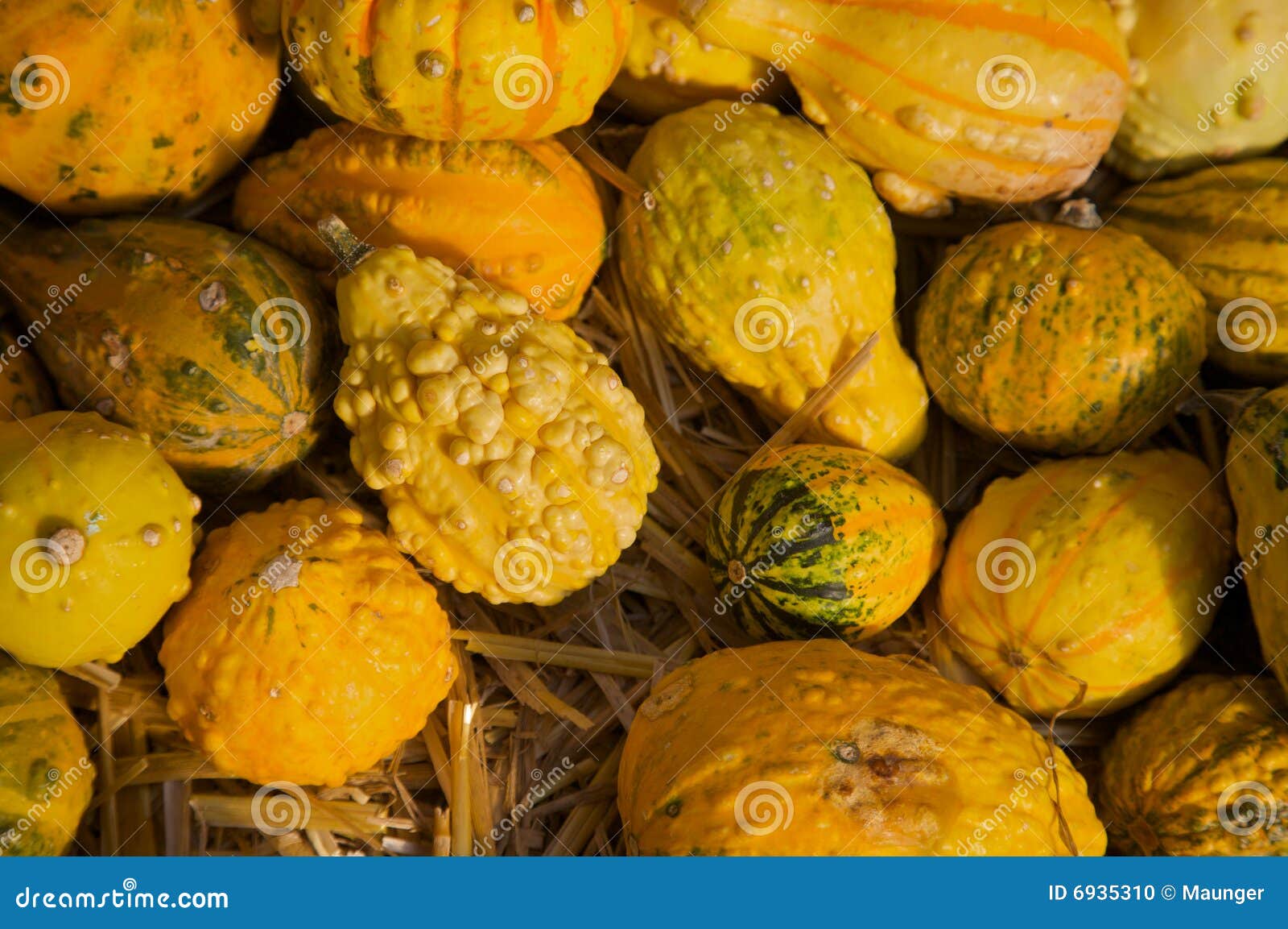 Fall gourds stock photo. Image of gourd, nature, abundance - 6935310