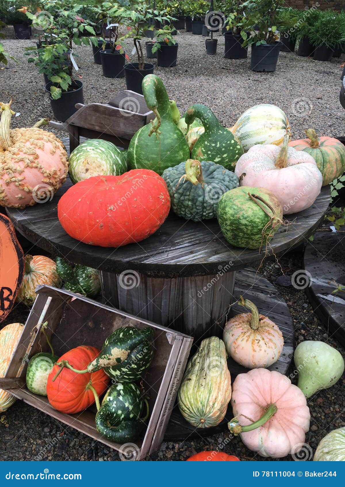 Fall gourds on display stock photo. Image of decorative - 78111004