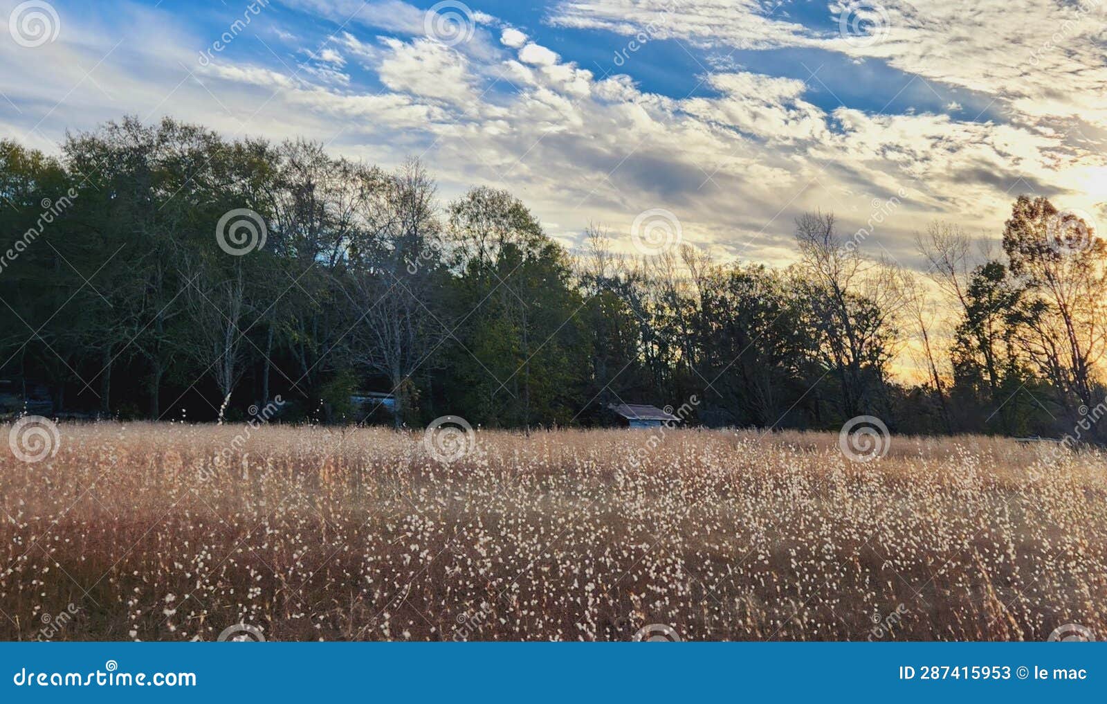 Fall Grains Nature Earth Tone Stock Image - Image of tone, fall: 287415953