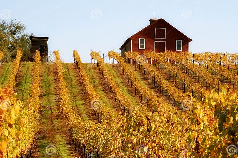 Fall Grape Vines Red Barn stock photo. Image of barn, farm - 4243524