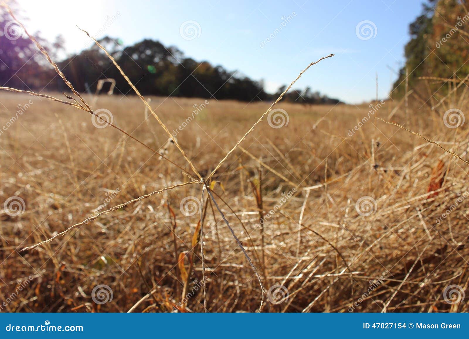 Fall Grass stock photo. Image of trees, glare, tree, beatiful - 47027154