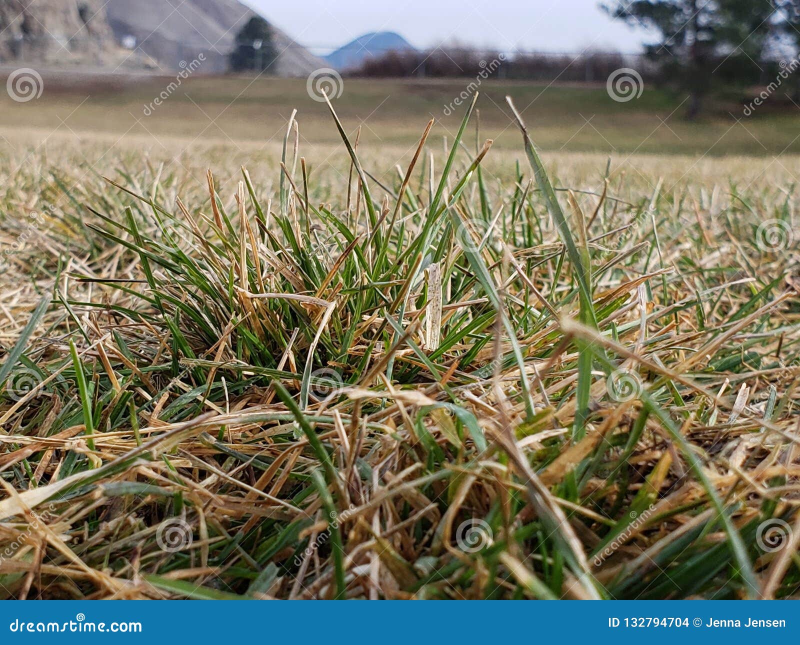 Fall grass stock photo. Image of grass, dead, close - 132794704