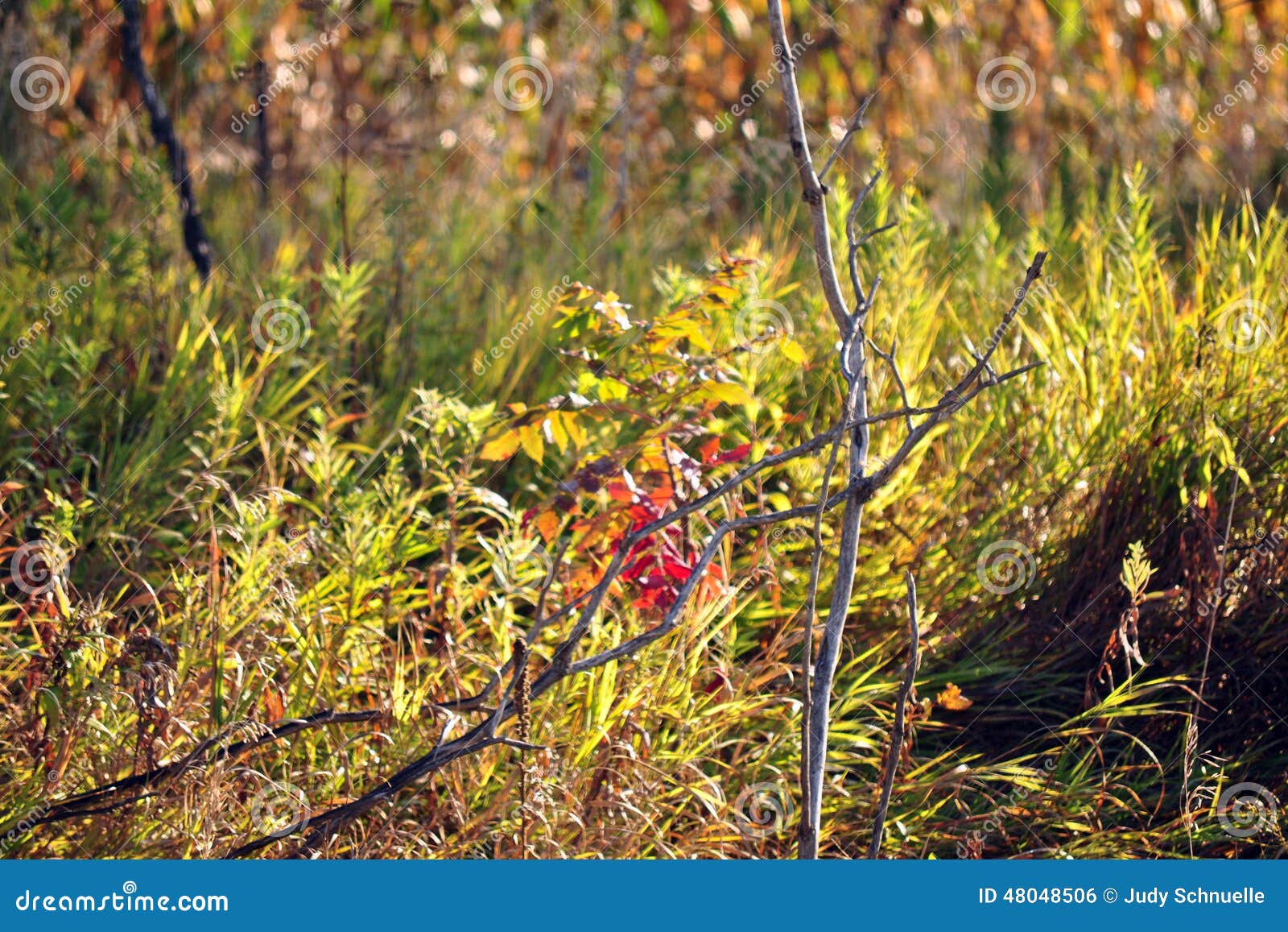 Fall Grass Colors stock photo. Image of fields, fall - 48048506