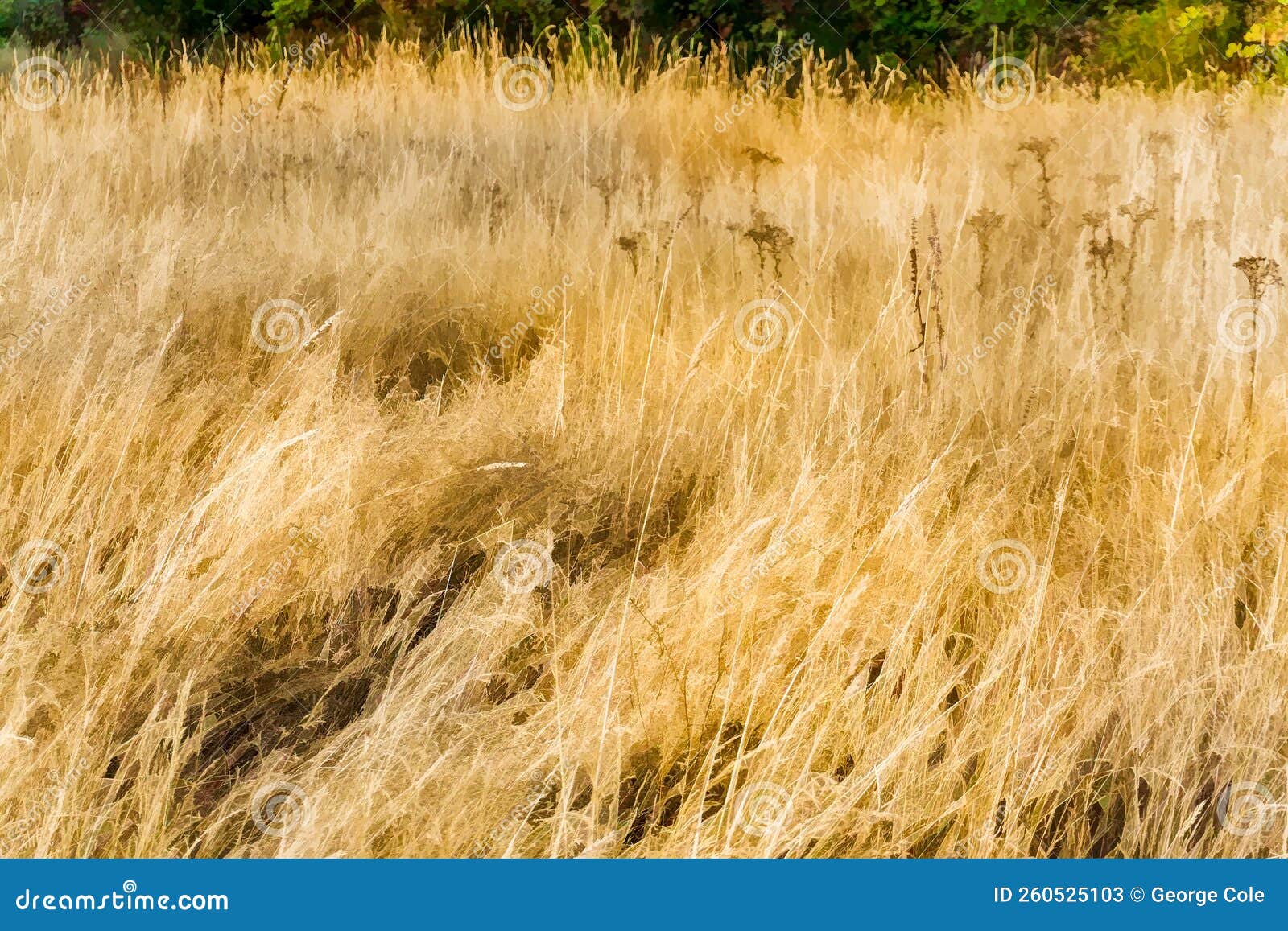 Dry Fall Grass Illustration Stock Illustration - Illustration of state ...