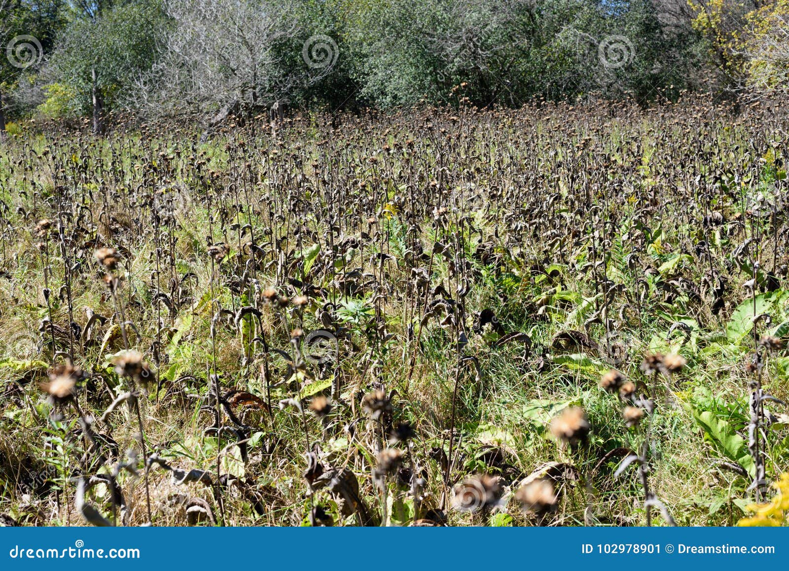 Fall Grass Field Full of Dried Flowers and Withered Leaves Stock Image ...