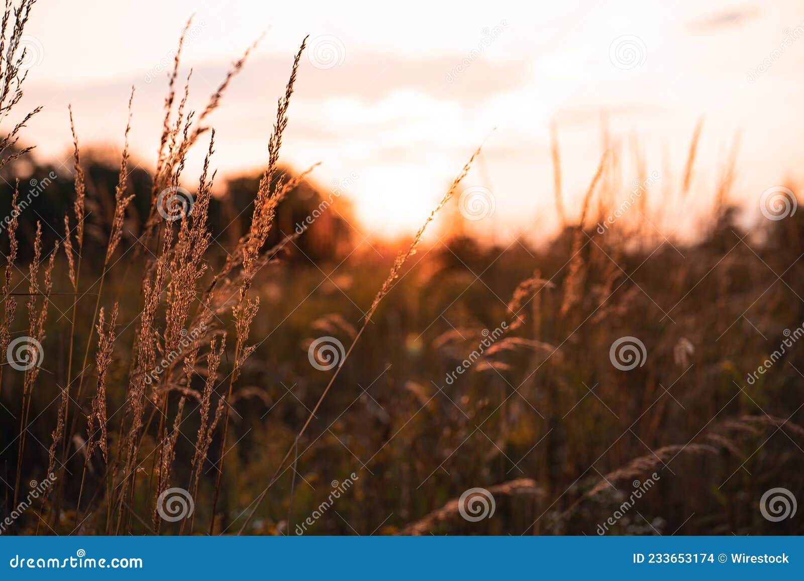 Fall Grass Field Ohio stock photo. Image of peaceful - 233653174