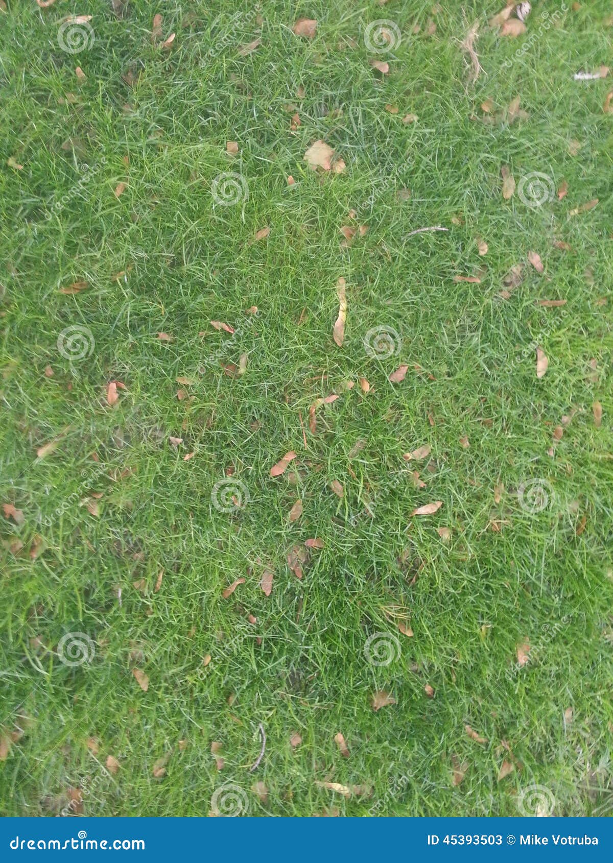 Fall Grass stock image. Image of grass, green, texture - 45393503