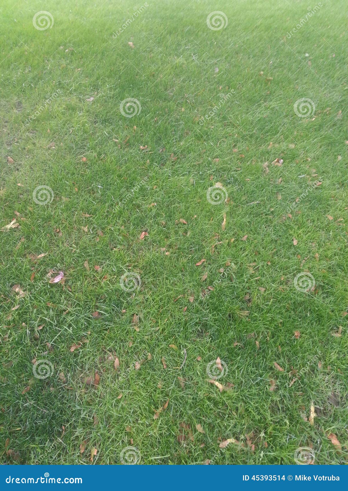 Fall Grass stock photo. Image of pasture, plant, fodder - 45393514