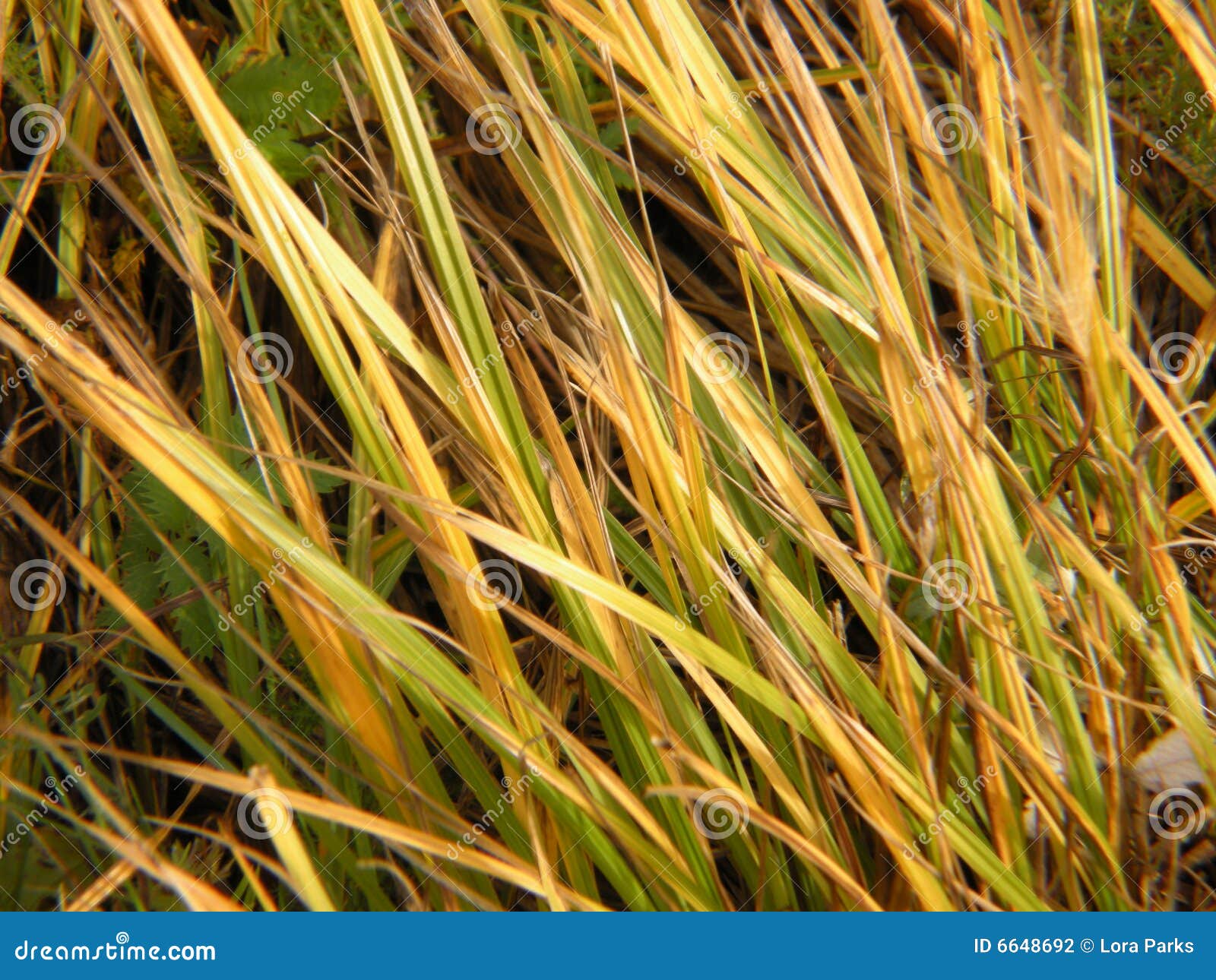 Fall grasses closeup stock photo. Image of alaska, grass - 6648692