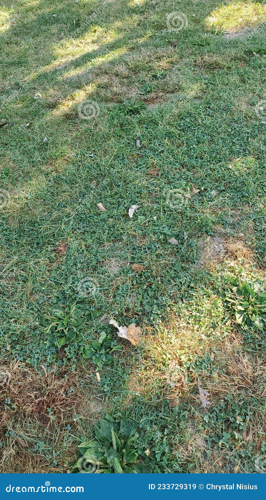 Fall Green Grass Ground 2021 Stock Image - Image of yard, flooring ...